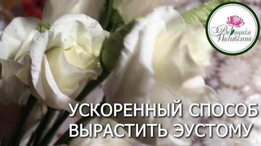 КАК БЫСТРО ВЫРАСТИТЬ ЭУСТОМУ | Сад-огород с Вероникой Поливкиной | Дзен