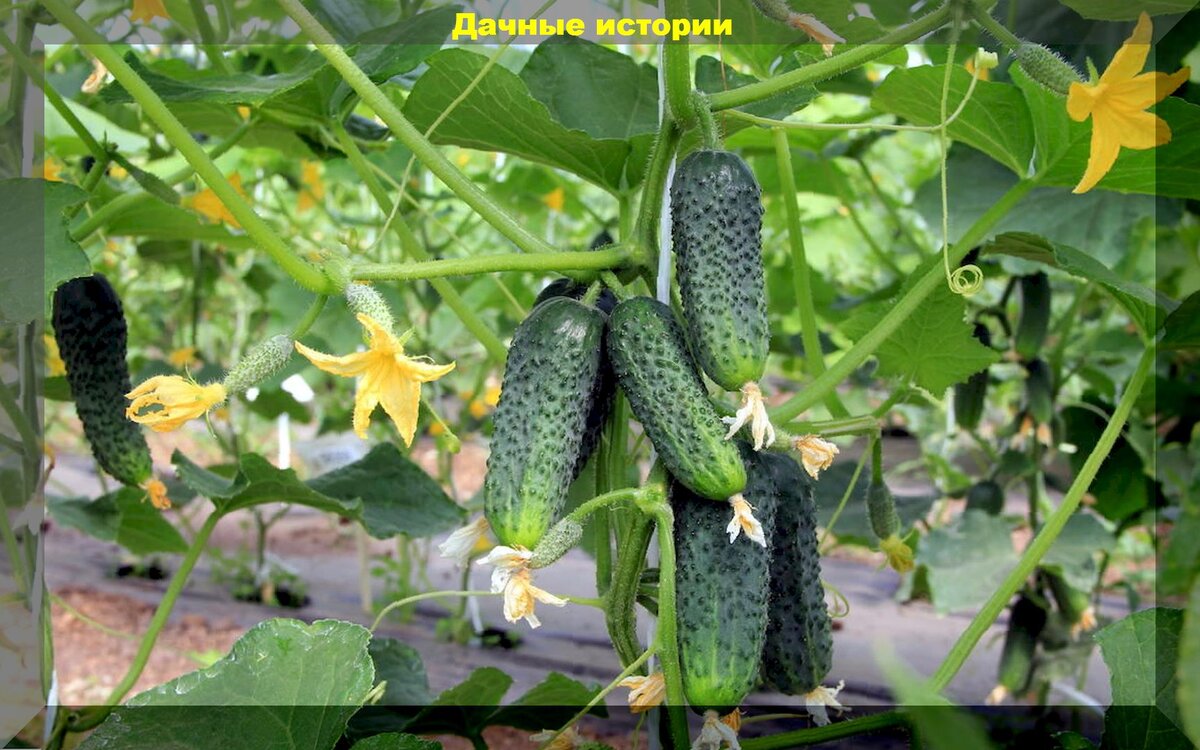 Лучшие сорта огурцов для хорошего урожая и важные советы по уходу за ...