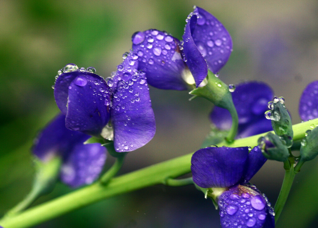 Ткани и красители древнего мира. | Обо всём по немногу | Дзен