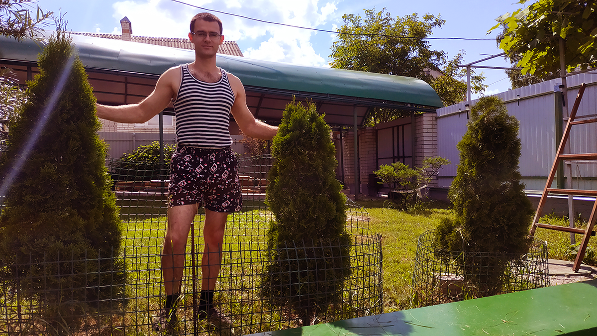 Почернели туи: банальная причина, о которой многие не догадываются ...