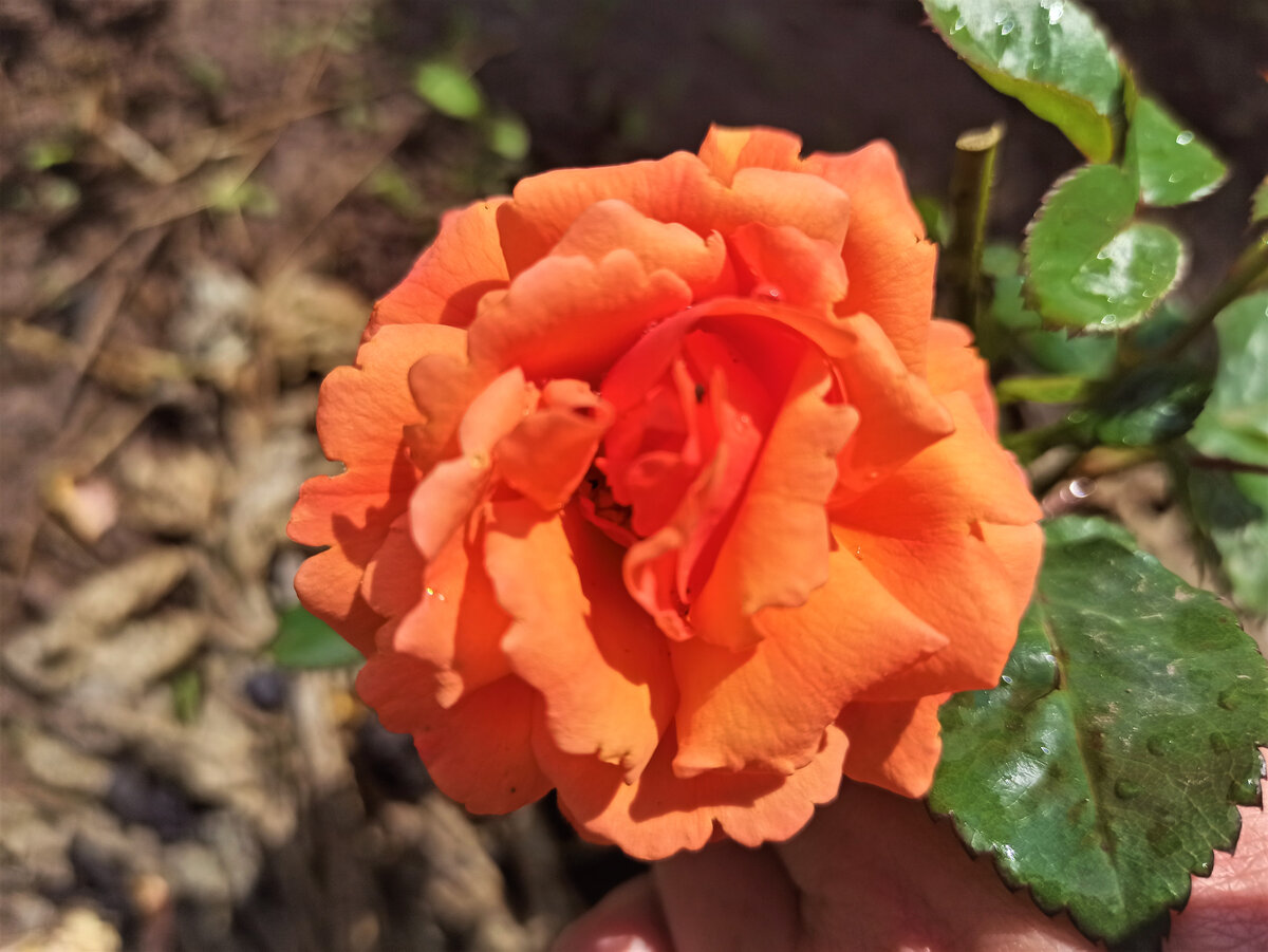 Сказать, что я рада, не сказать ничего: только высадила кустики, уже ...