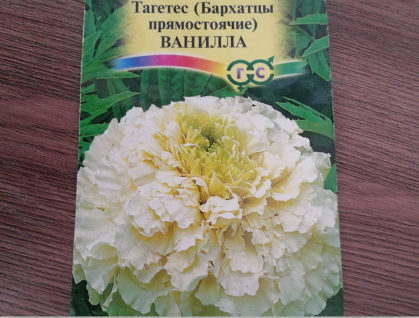 Белые бархатцы - живучие и кучерявые аристократы | уДачный выбор | Дзен