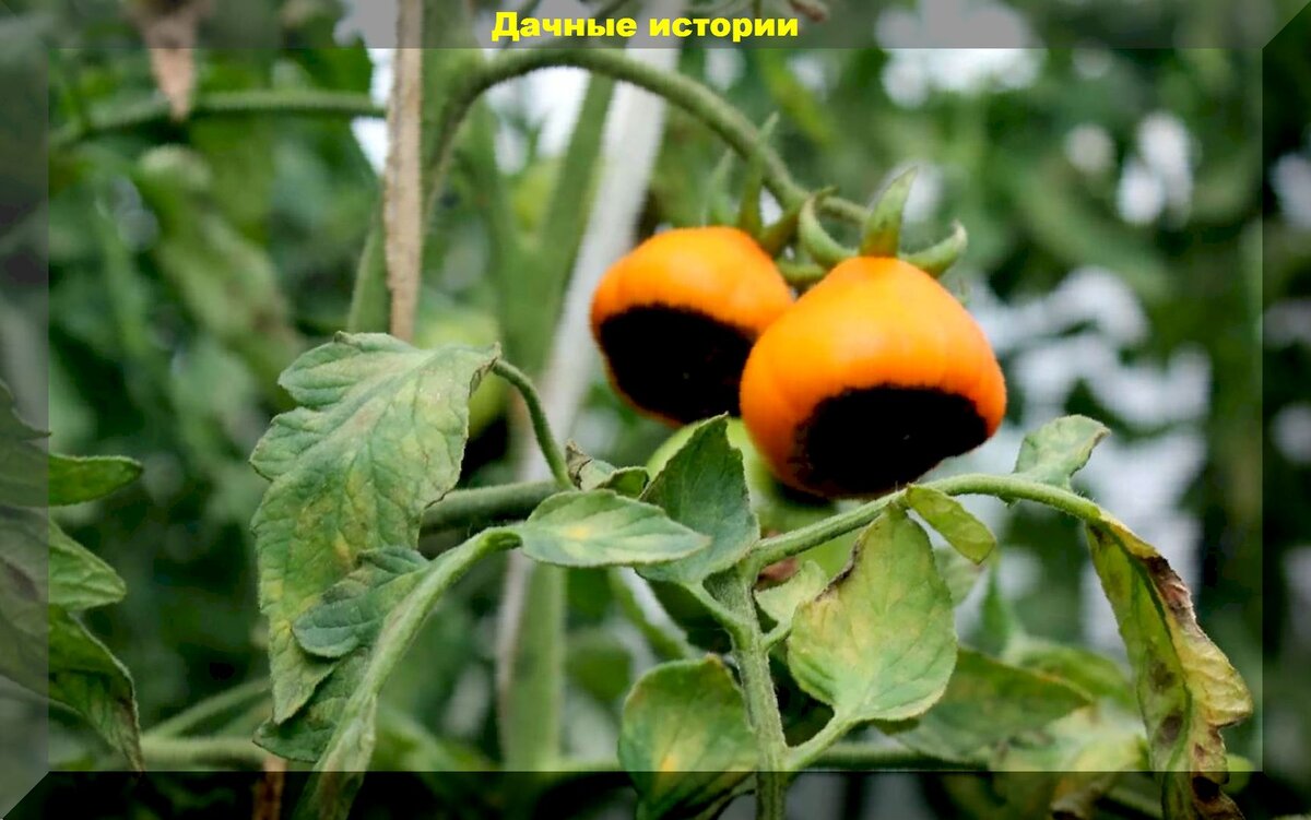 Как можно уберечь томаты от вершинной гнили? Советы, которые помогут ...