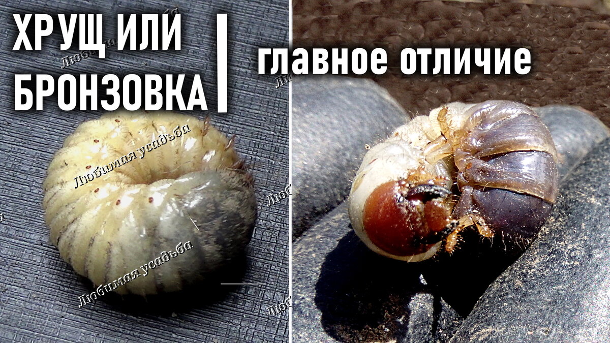 100% способ отличить личинку хруща от личинки бронзовки | Любимая ...