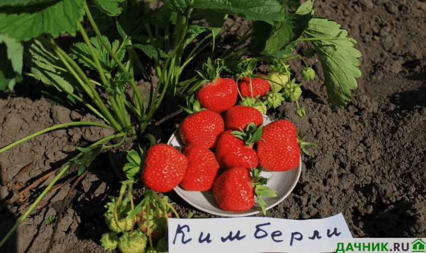 Клубника Кимберли: описание сорта и его полный обзор | Дачник.RU | Дзен