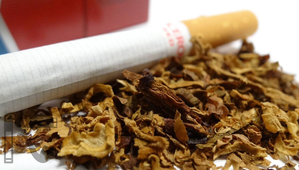 Бюджетная легенда: курим сигареты Viceroy Red | Уголок курильщика. | Дзен