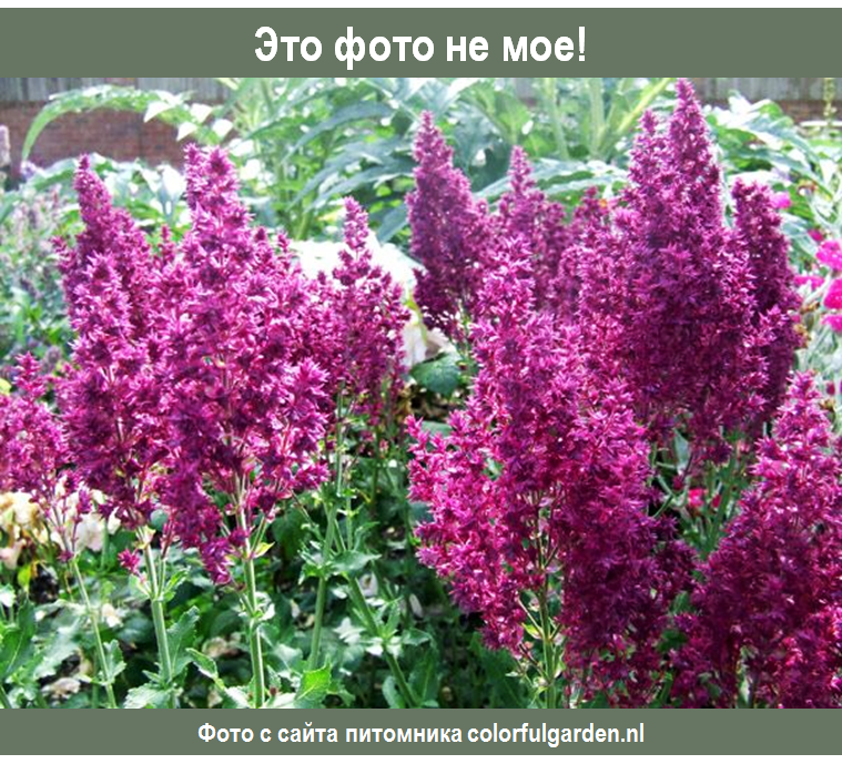 Все, что я знаю про шалфей - в моем саду и не только | Сад под ...