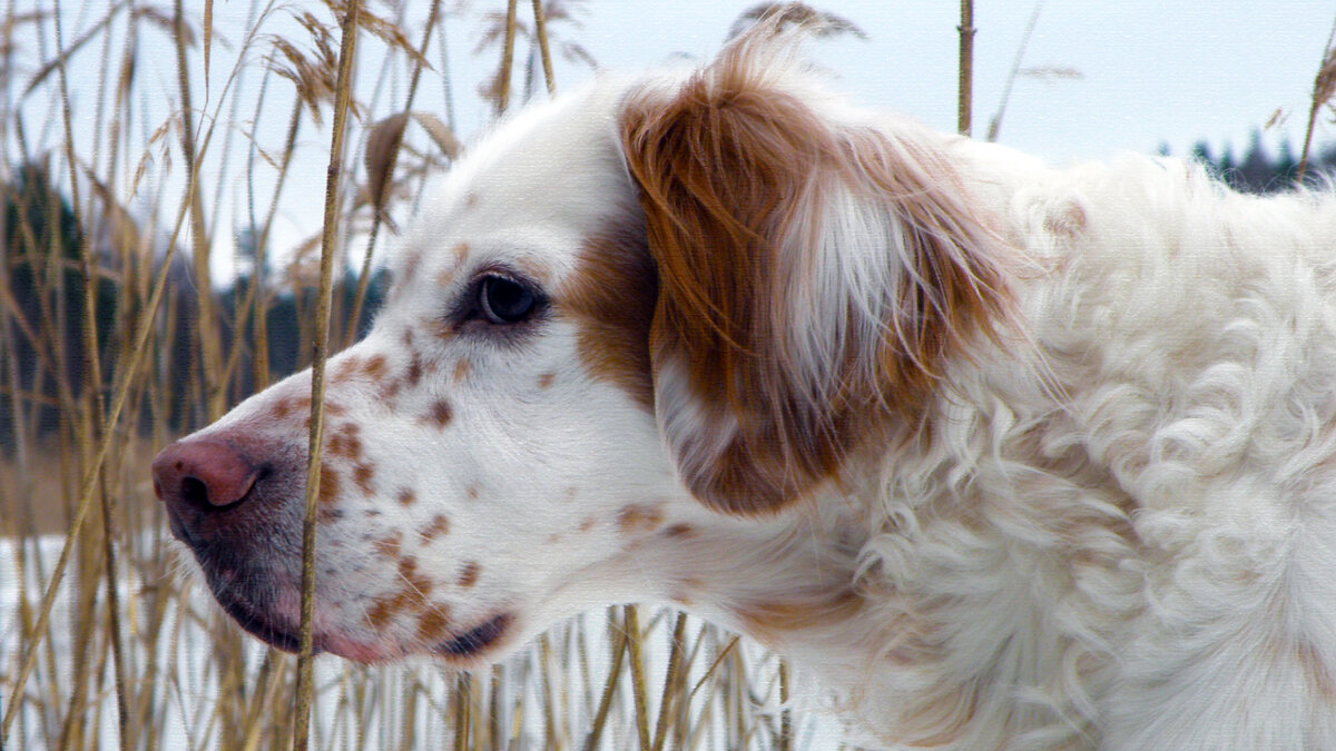 Главный урок | Animals | Дзен