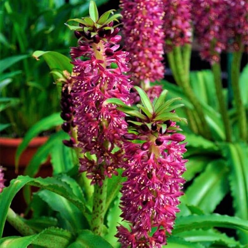Растение, которое точно удивит всех ваших гостей и соседей | GardenLife ...