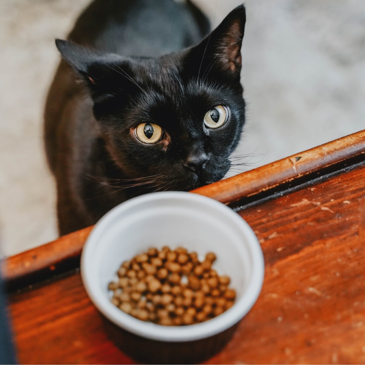 5 причин перейти на корма класса холистик | Petshop Journal | Дзен