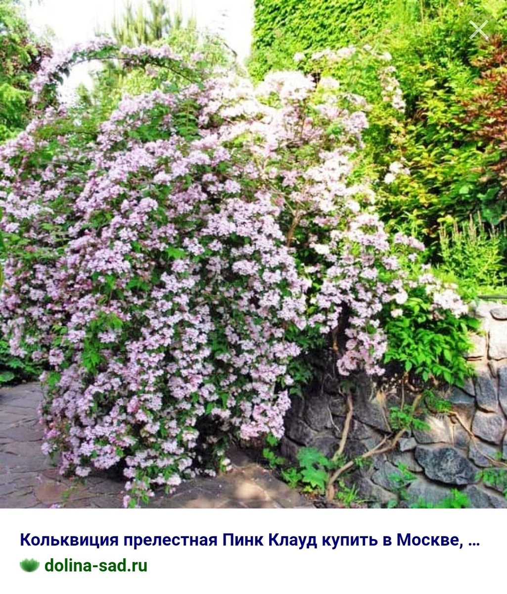 Самые красивые декоративные кусты - что уже растет, и что ищу ...