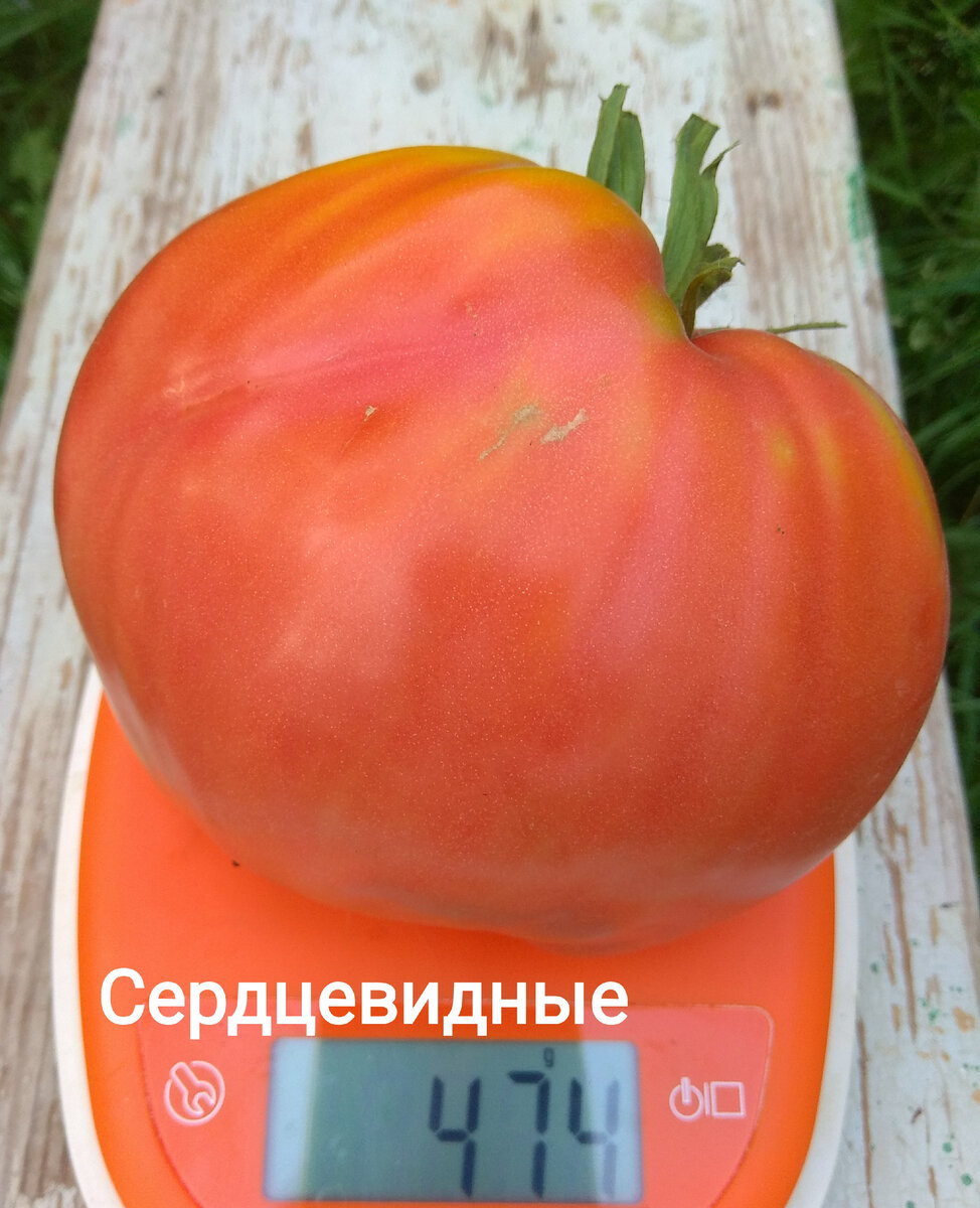 Моя коллекция томатов на сезон 2023г. Семена, готовые к продаже, часть ...