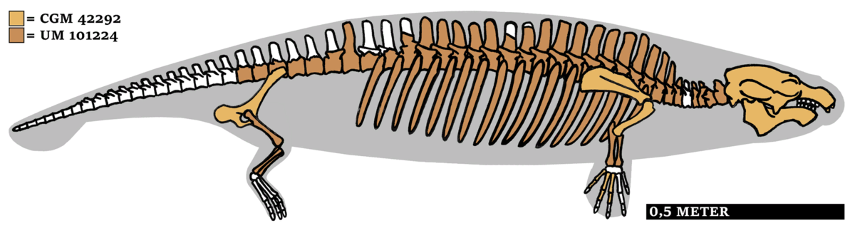 От кого произошли морские коровы? | Вымершие животные вики | Дзен
