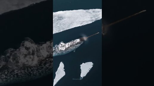 Timelab Pro | Watch full on YouTube, link in bio 🔥 | Дзен