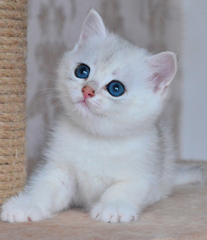 Серебристые шиншиллы. Какие они бывают | Британские шиншиллы | Дзен