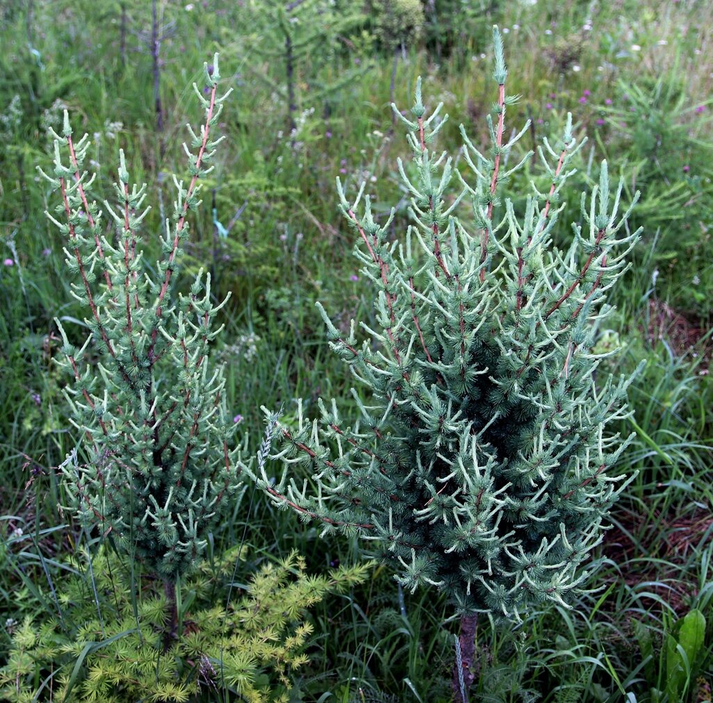Лиственница американская (Larix laricina) ‘Deborah Waxman ...