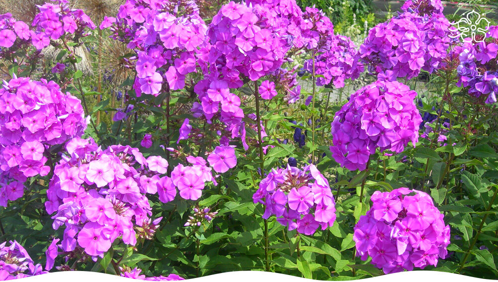 Какие сорта флоксов цветут пышно и долго | НПО «Сады России» — когда ...