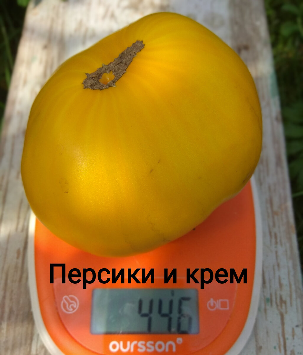 Моя коллекция томатов на сезон 2023г. Семена, готовые к продаже, часть ...