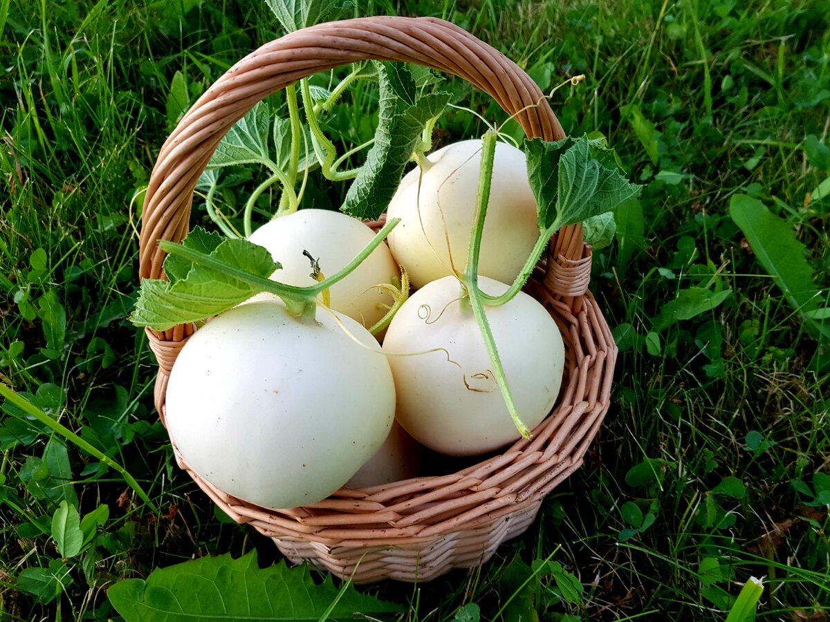 Как мы использовали грибной компост в огороде | Гнездо Ботаника | Дзен