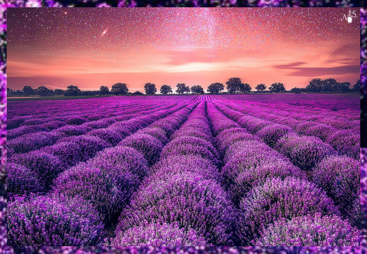 Духи с нотой лаванды: топ 15 лучших ароматов | Парфюмоголик NS | Дзен