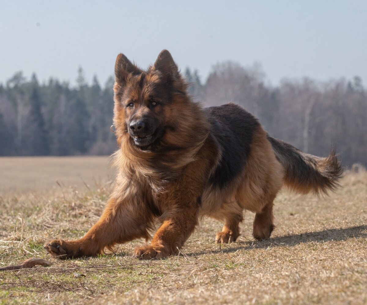 Пёс из породы хранителей. Книга третья. Глава 5. Пустые слова. | Родом ...