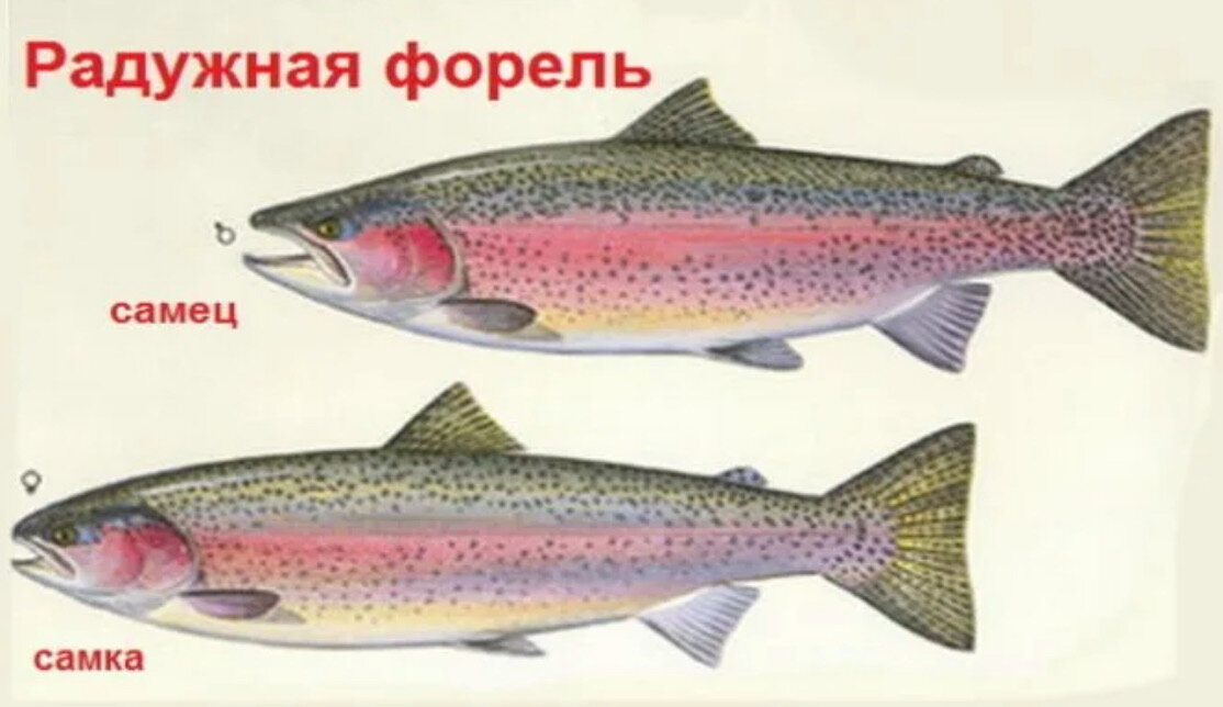 Можно легко выбрать форель с икрой, даже не касаясь до нее руками | ТРИ ...