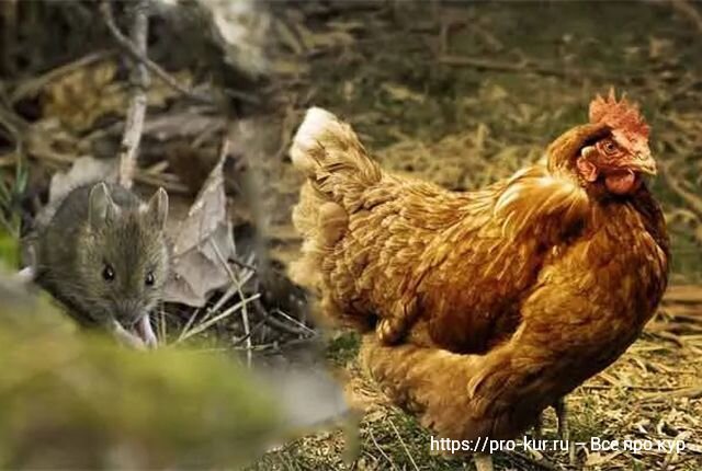 Заведутся ли крысы, если держать кур 🐀🐔⁉ | Курочка | Дзен