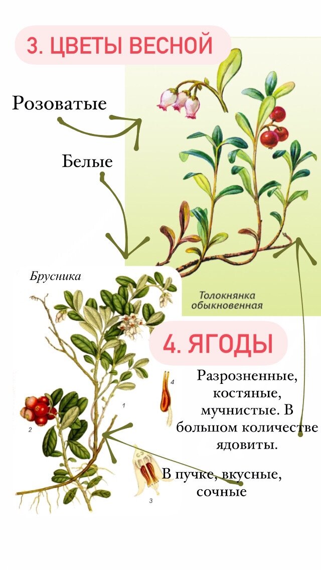 Чем отличается брусника от толокнянки | Экологические прогулки СПБ | Дзен