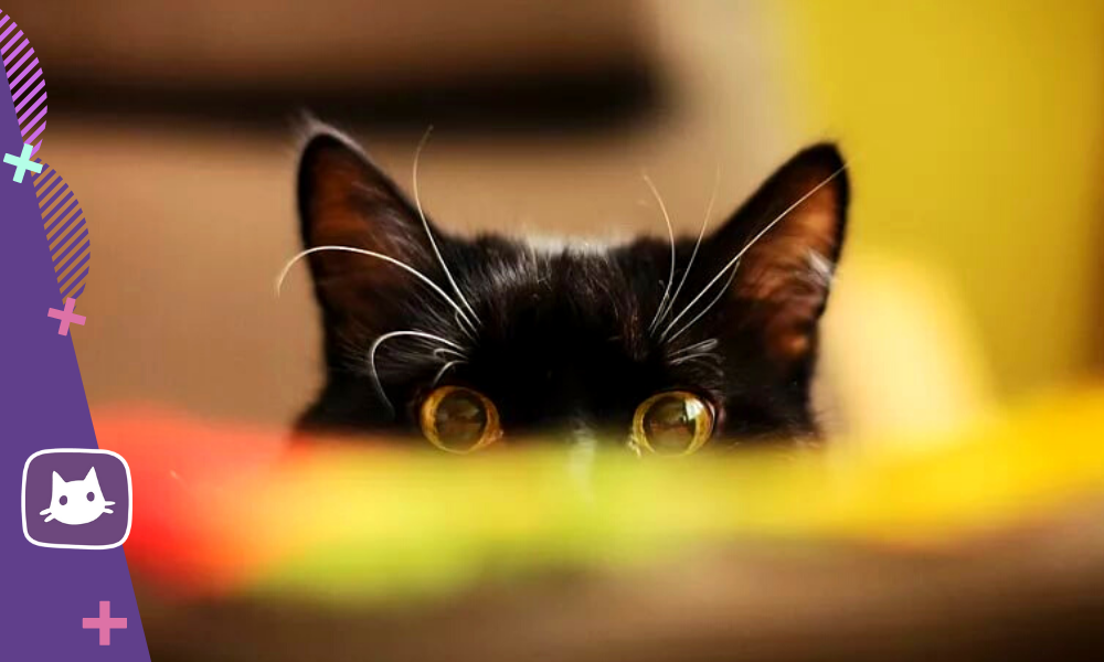😻10 любопытных фактов о кошках – Telegraph
