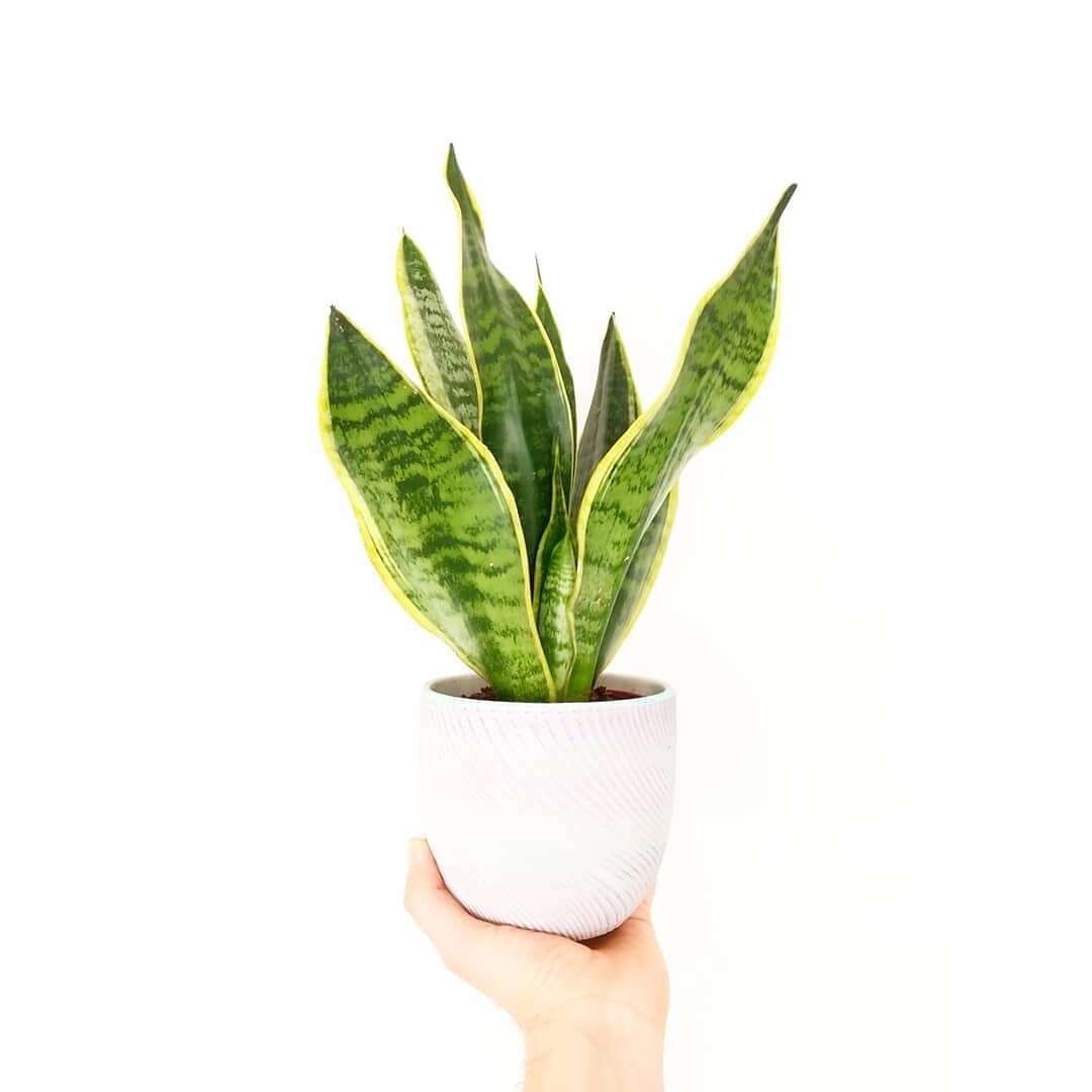 8 суккулентов, привлекающих деньги в дом | Кактусач | Дзен