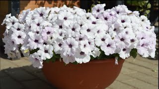 Петуния Easy Wave Silver | Своя закваска | Дзен