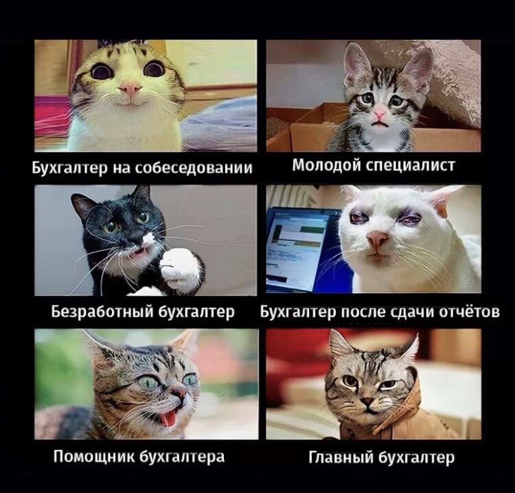 Приколы и шутки про 1С, бухгалтеров и программистов | Digital | Дзен