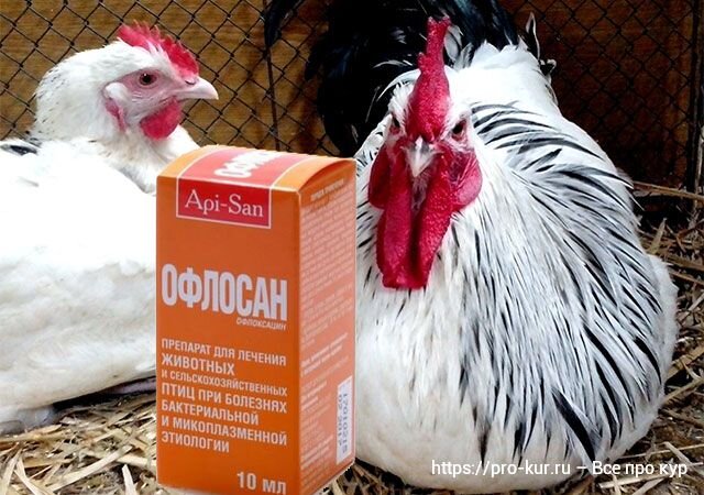 Офлосан для кур несушек цыплят и бройлеров – инструкция и дозировка ...