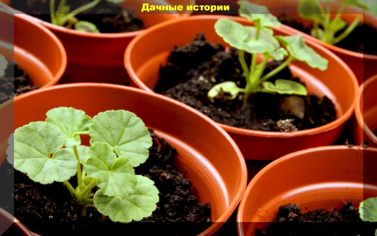 Январь - пришло время сеять пеларгонию. Памятка начинающим | Дачные ...