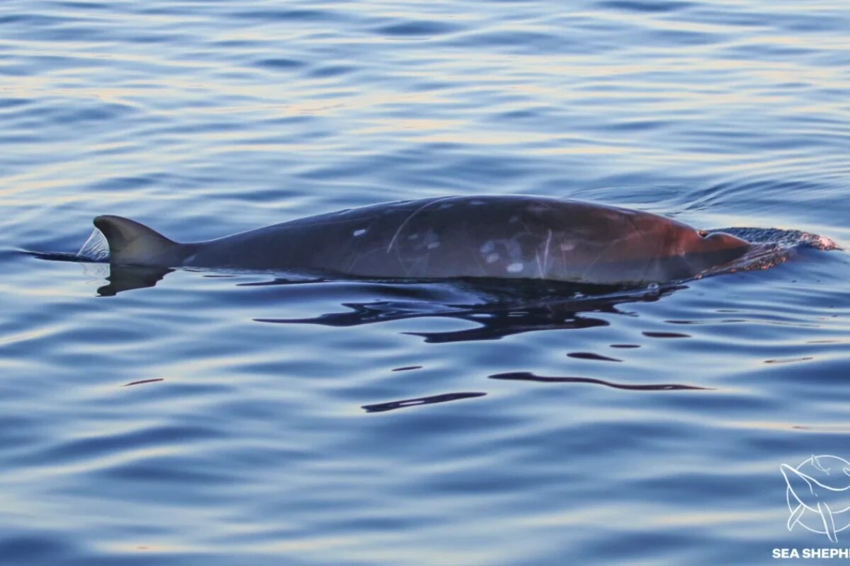 Ученые обнаружили новый вид кита, от которого у них побежали мурашки по ...