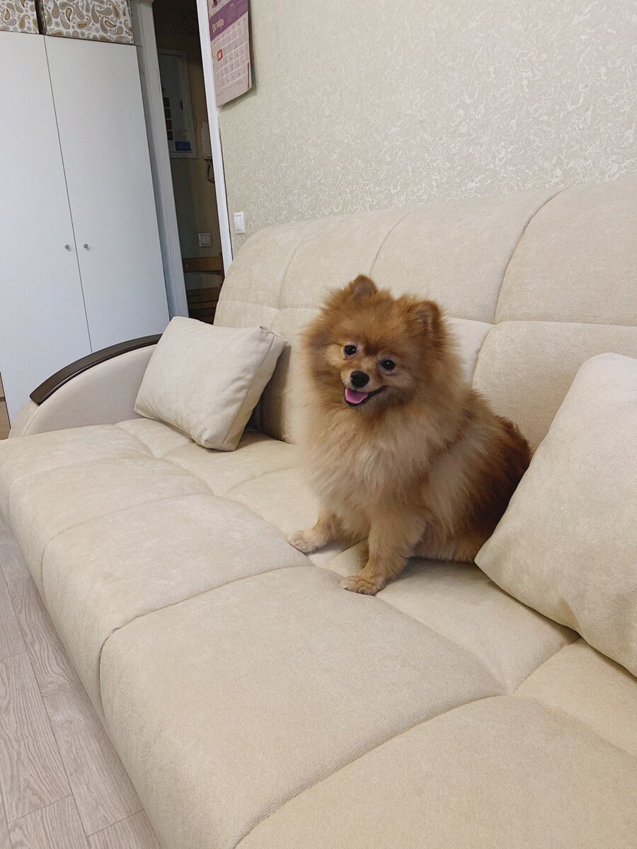 Решили избавиться от старого дивана Hoff и взяли в Moon Trade: показываю до и после. Честный ...