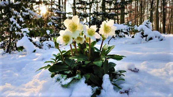 Морозостойкие многолетние цветы для тенистого сада | GardenLife | Дзен