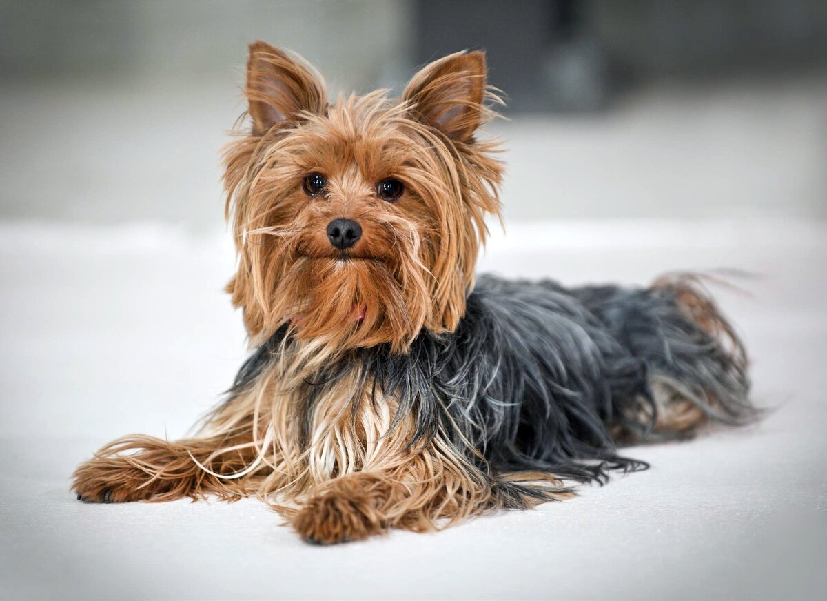 Хронология и основные моменты истории появления йоркширского терьера в ...