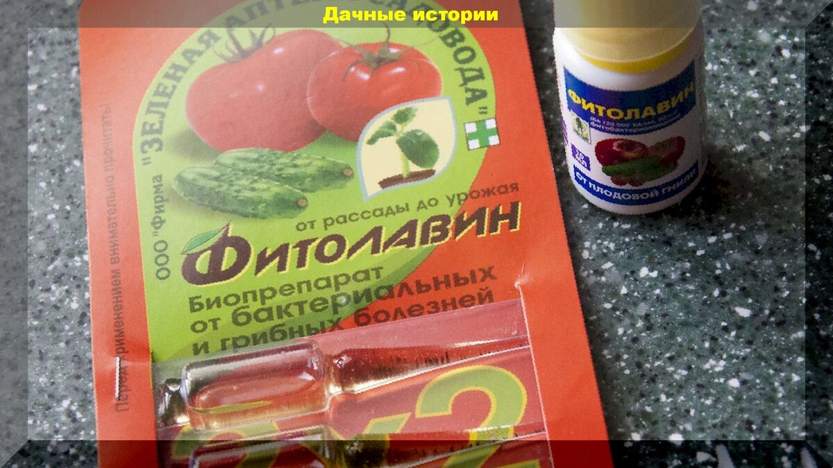 Советы как не допустить корневые гнили у огурцов. Реально работающие ...