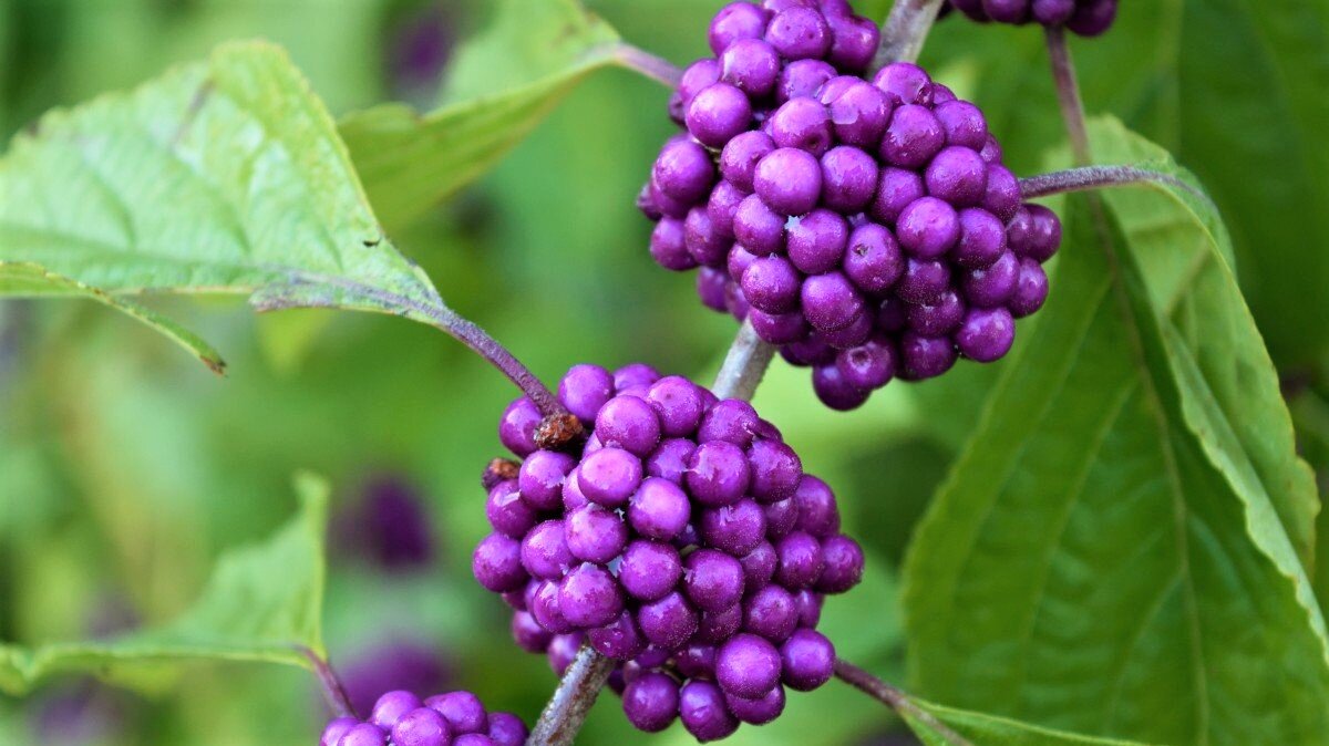 Эффектный кустарник красивый даже зимой Gardenlife Дзен