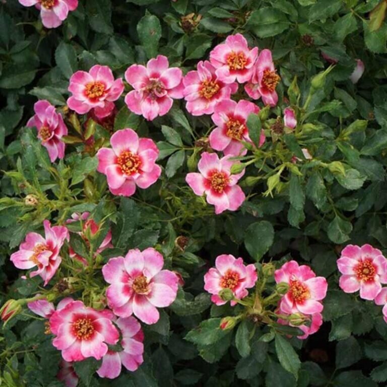 ТОП-5 моих любимых роз ФЛОРИБУНДА. | Ксения Rosebushes | Дзен