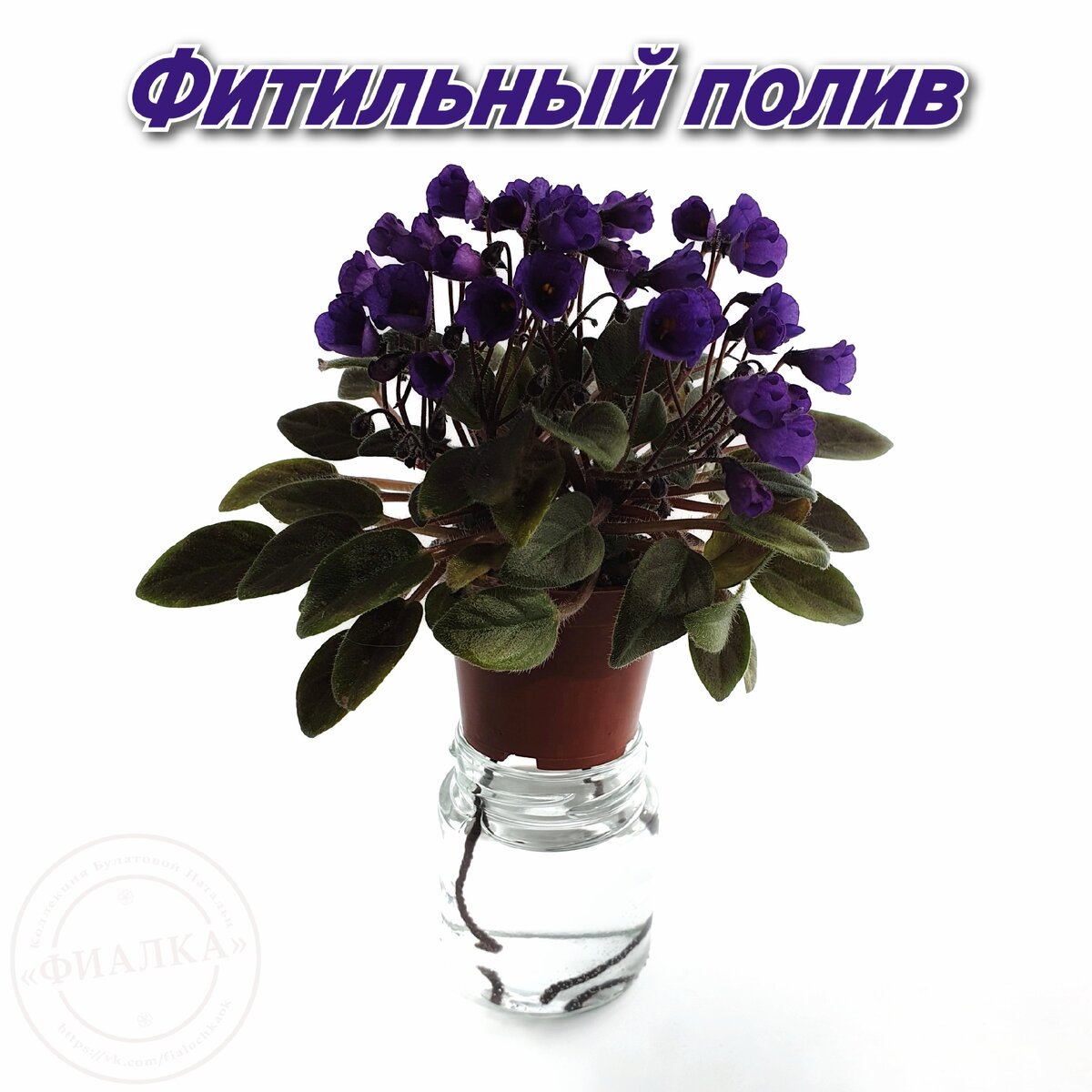 Фитильный полив для начинающих | Фиалка | Дзен
