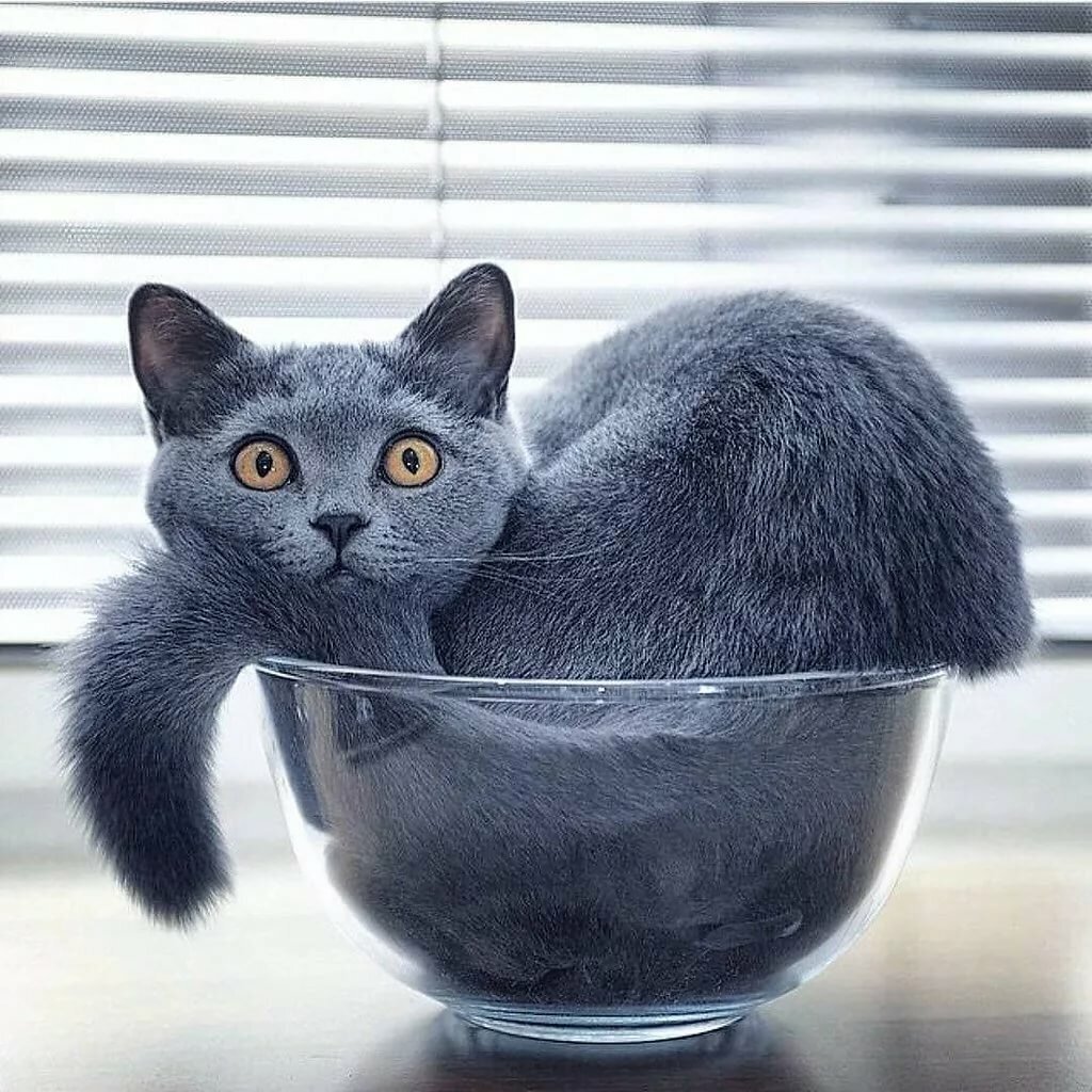 Котики дня: eho_2013 — LiveJournal