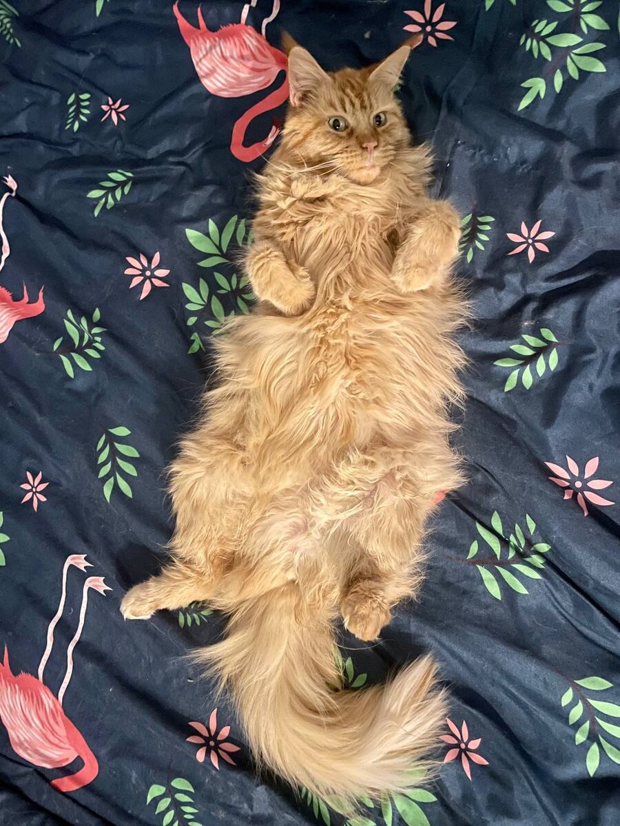 Мейн-куны. Личное пространство для кошки, зоны комфорта. Необходимо ...