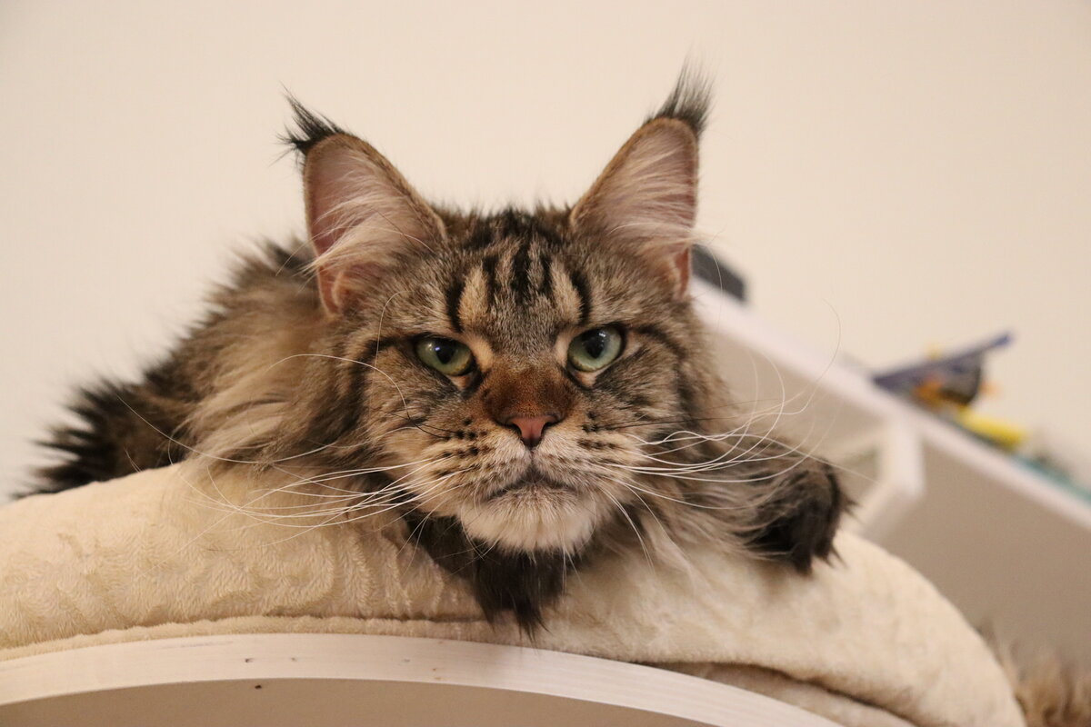 Мейн-куны. Самый лучший наполнитель? Растительные комкующиеся ...