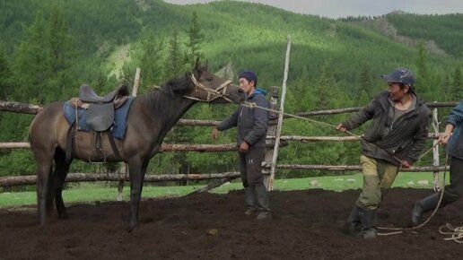 ОБЪЕЗЖАЮТ ТУВИНСКУЮ ЛОШАДЬ.ПОДКОВКА ЛОШАДИ ТУВИНСКОЙ ПОРОДЫ В ПОЛЕВЫХ ...