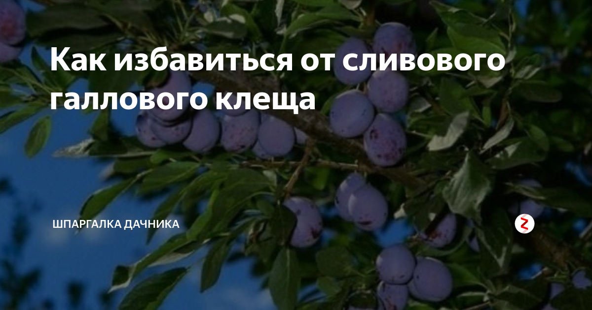 Как избавиться от сливового галлового клеща | Шпаргалка дачника | Дзен