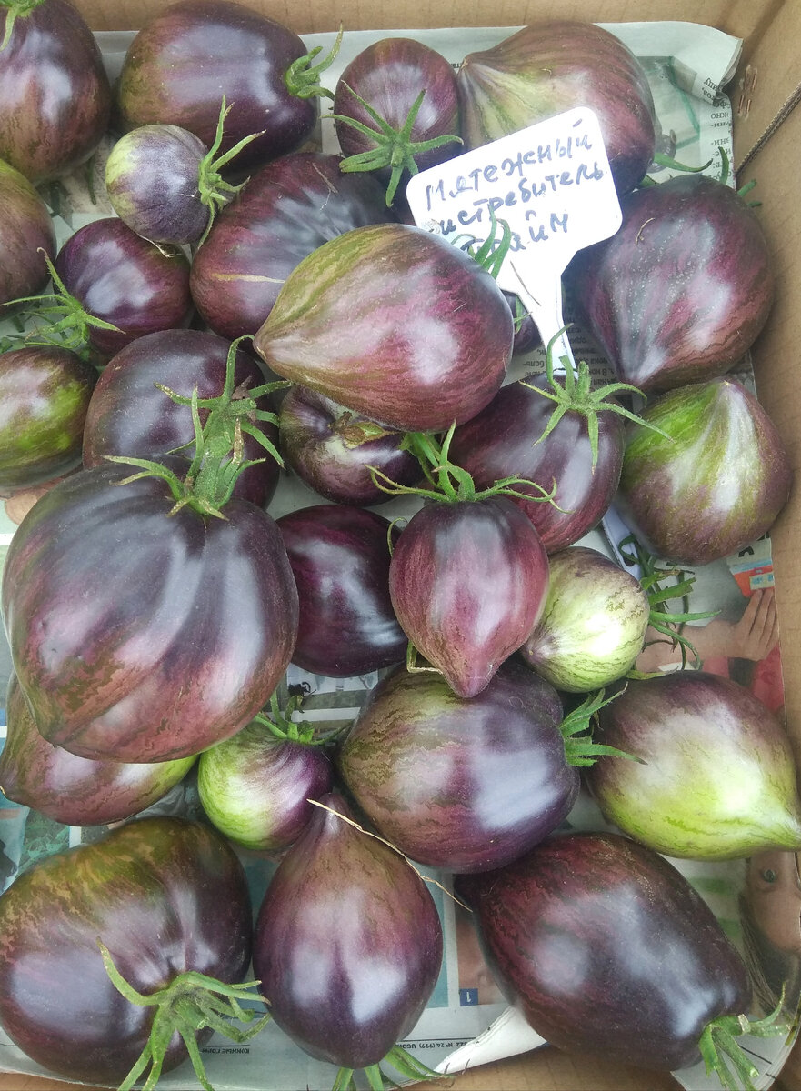 Моя коллекция томатов на сезон 2023г. Семена, готовые к продаже, часть ...