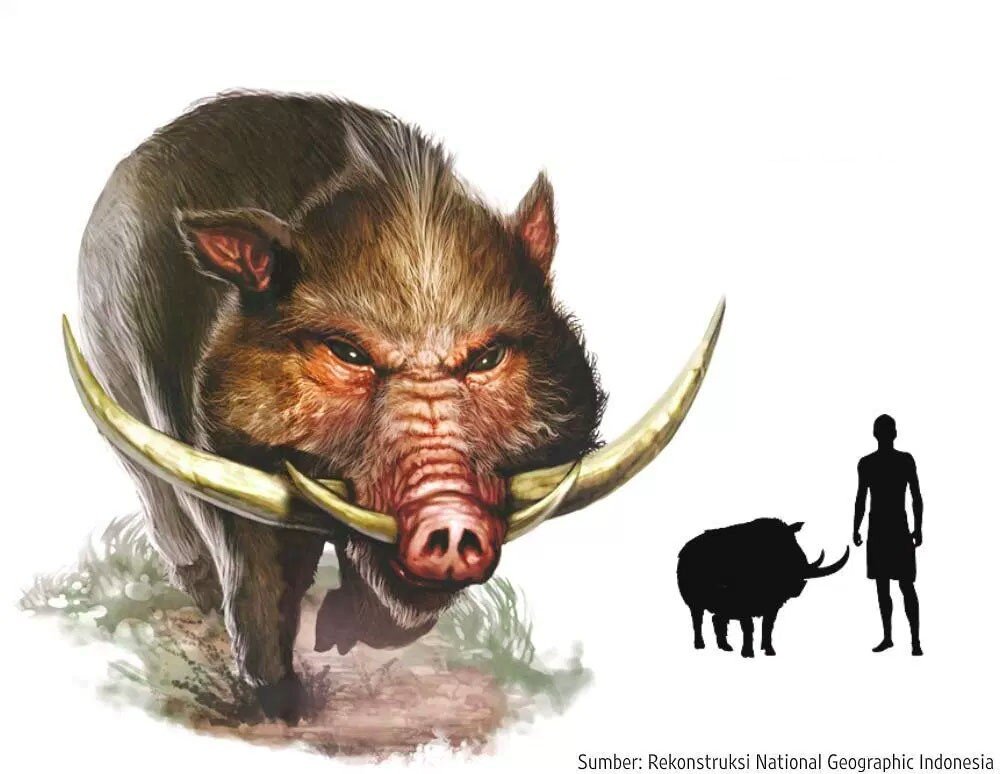 Целебохоэр (Celebochoerus) и метридиохоэр (Metridiochoerus) – крупные ...