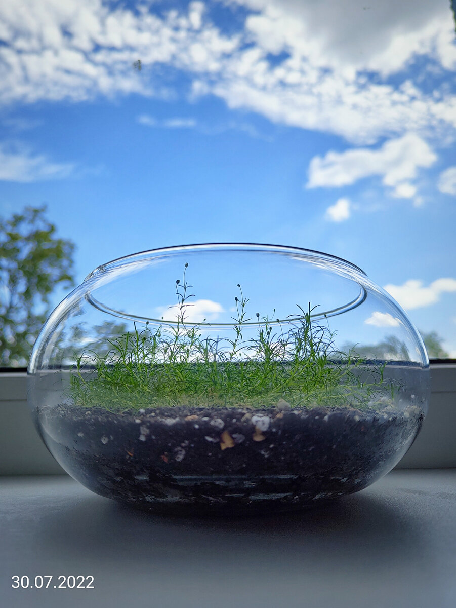 Мшанка шиловидная. Эксперимент по одомашниванию. | Ok Plants | Дзен